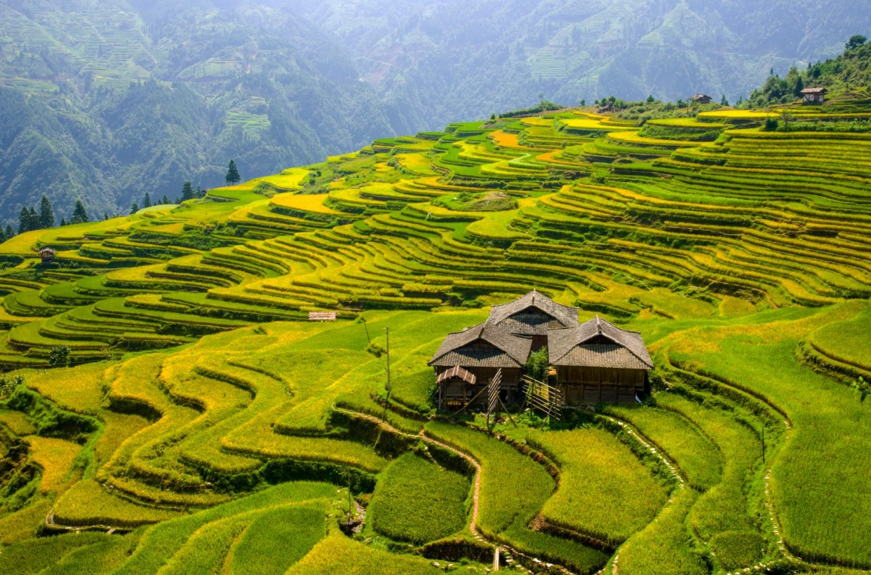 UNESCO-listed rice-fish-duck ecosystem benefits SW China's Guizhou ...