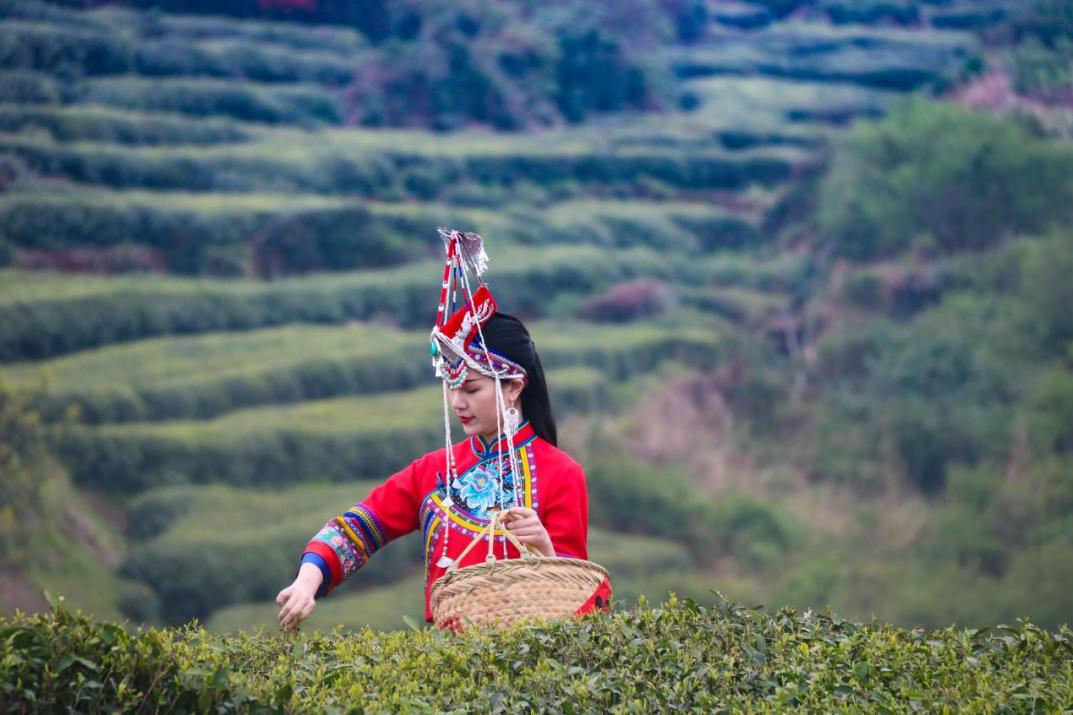 Grand White Tea Event Unveiled to Boost Global Visibility in Fuding ...